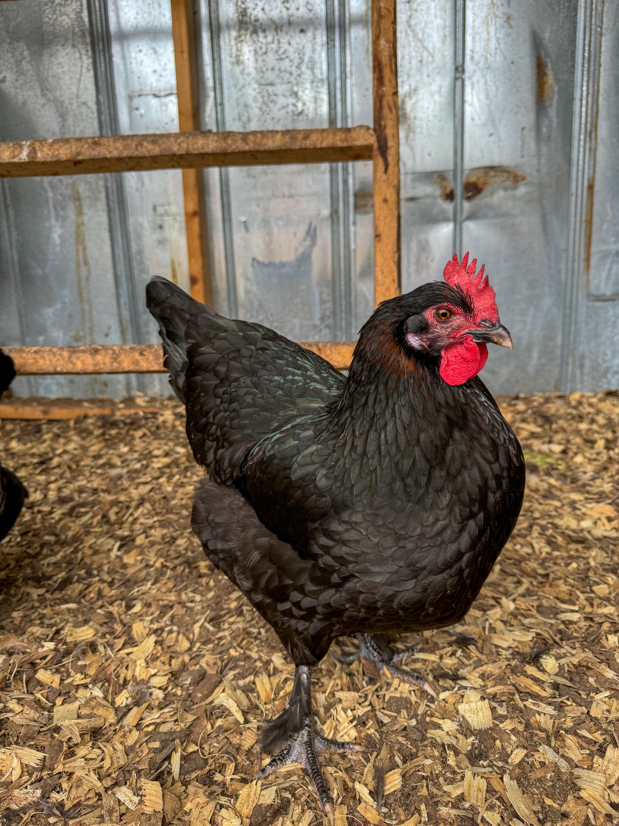 Fox Lake Chickens